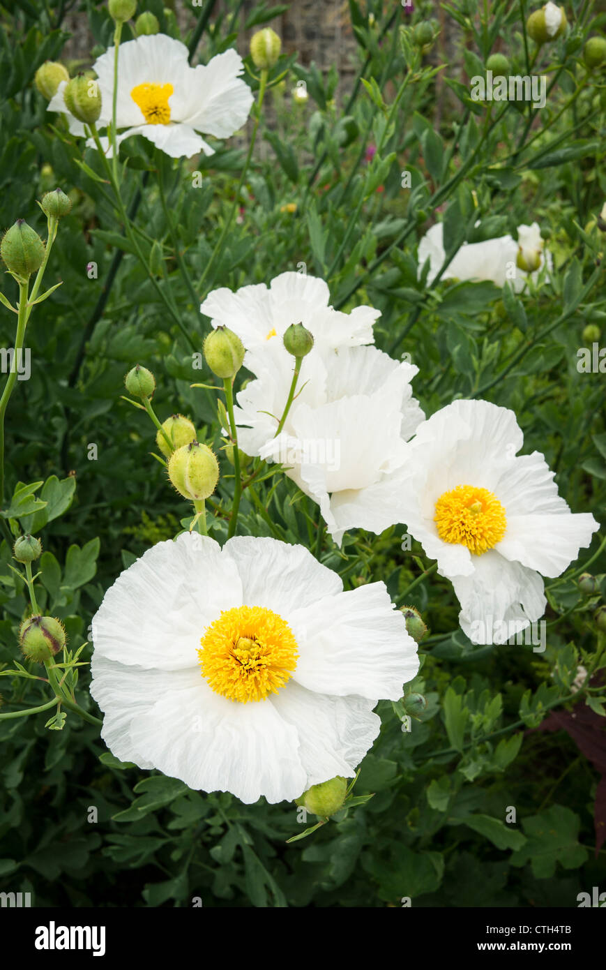 Poppy like flower hi-res stock photography and images - Alamy