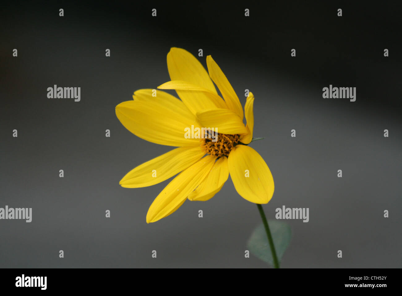 Flower in the Wind Stock Photo - Alamy