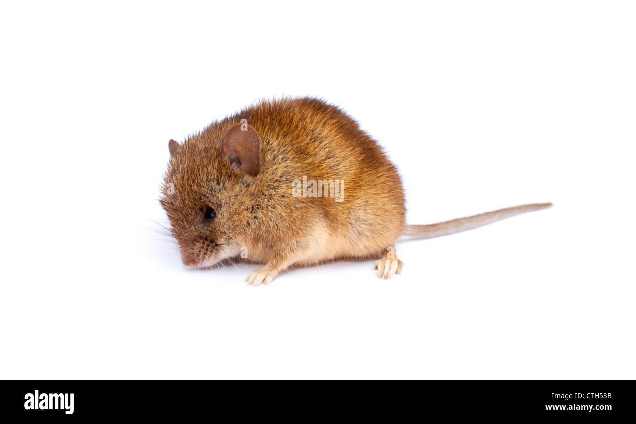 One cute little mouse isolated on white Stock Photo - Alamy