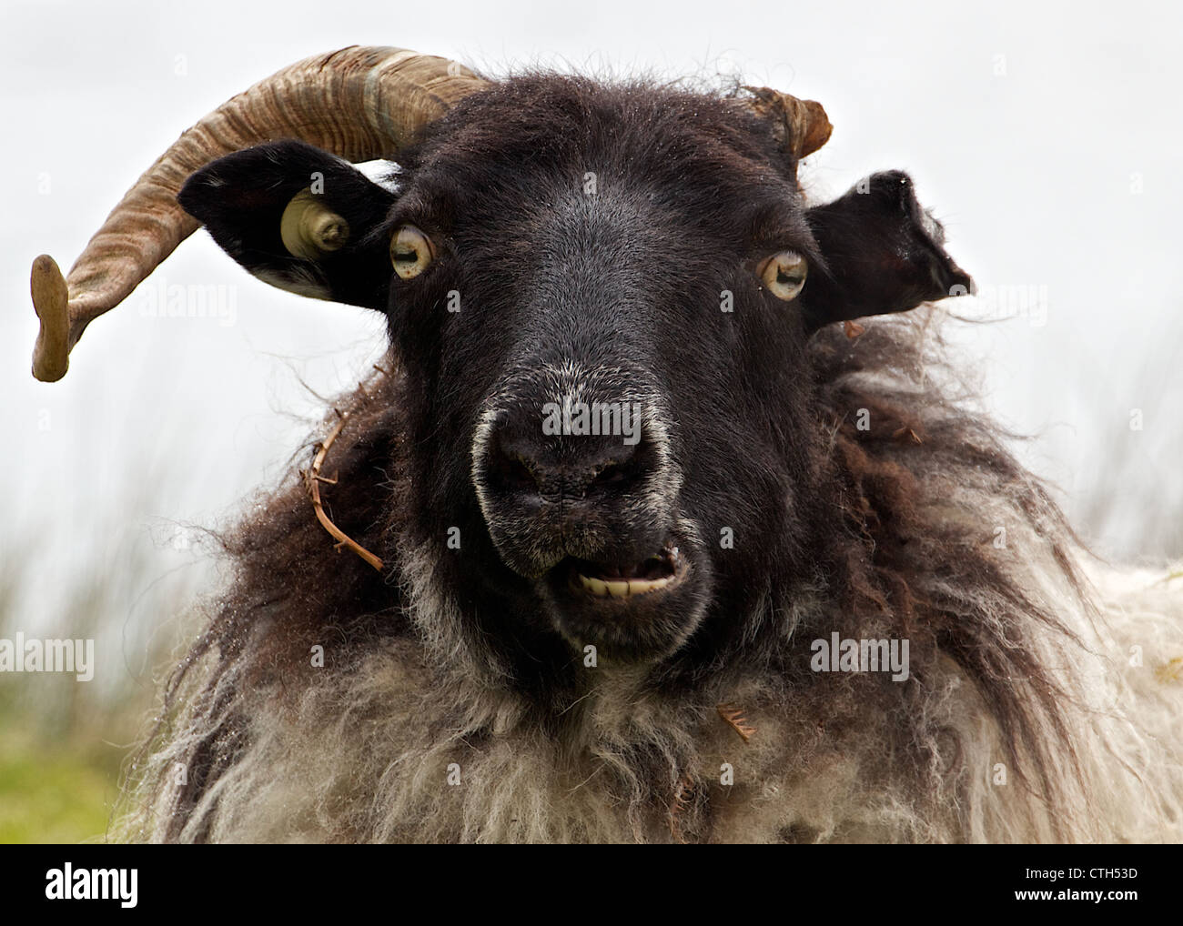 Animal mouth open sheep hi-res stock photography and images - Alamy