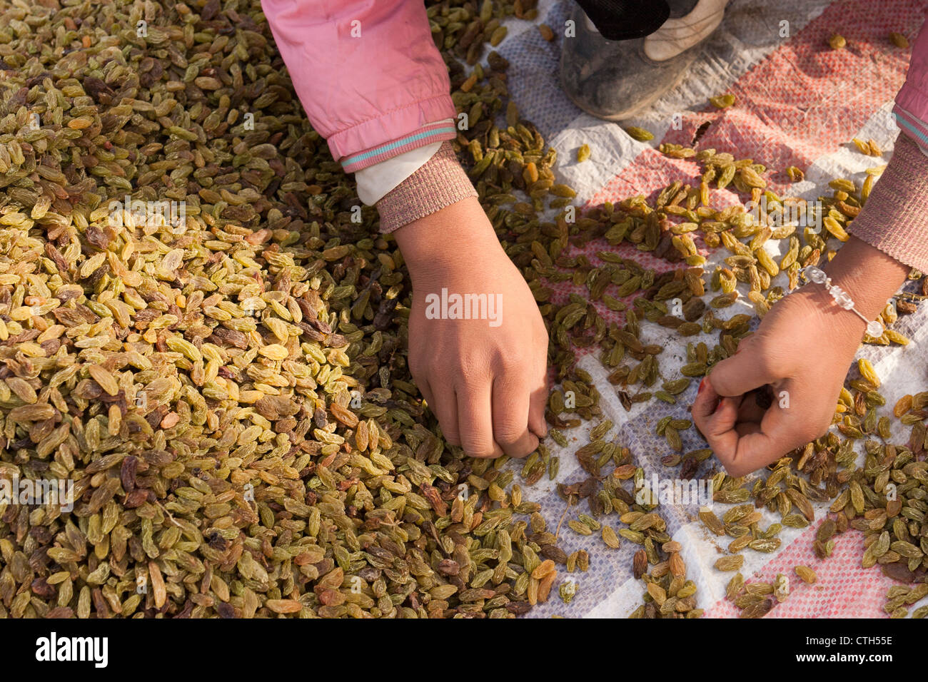 Uighur women and girls sort raisins in Turpan, Xinjiang, China Stock ...
