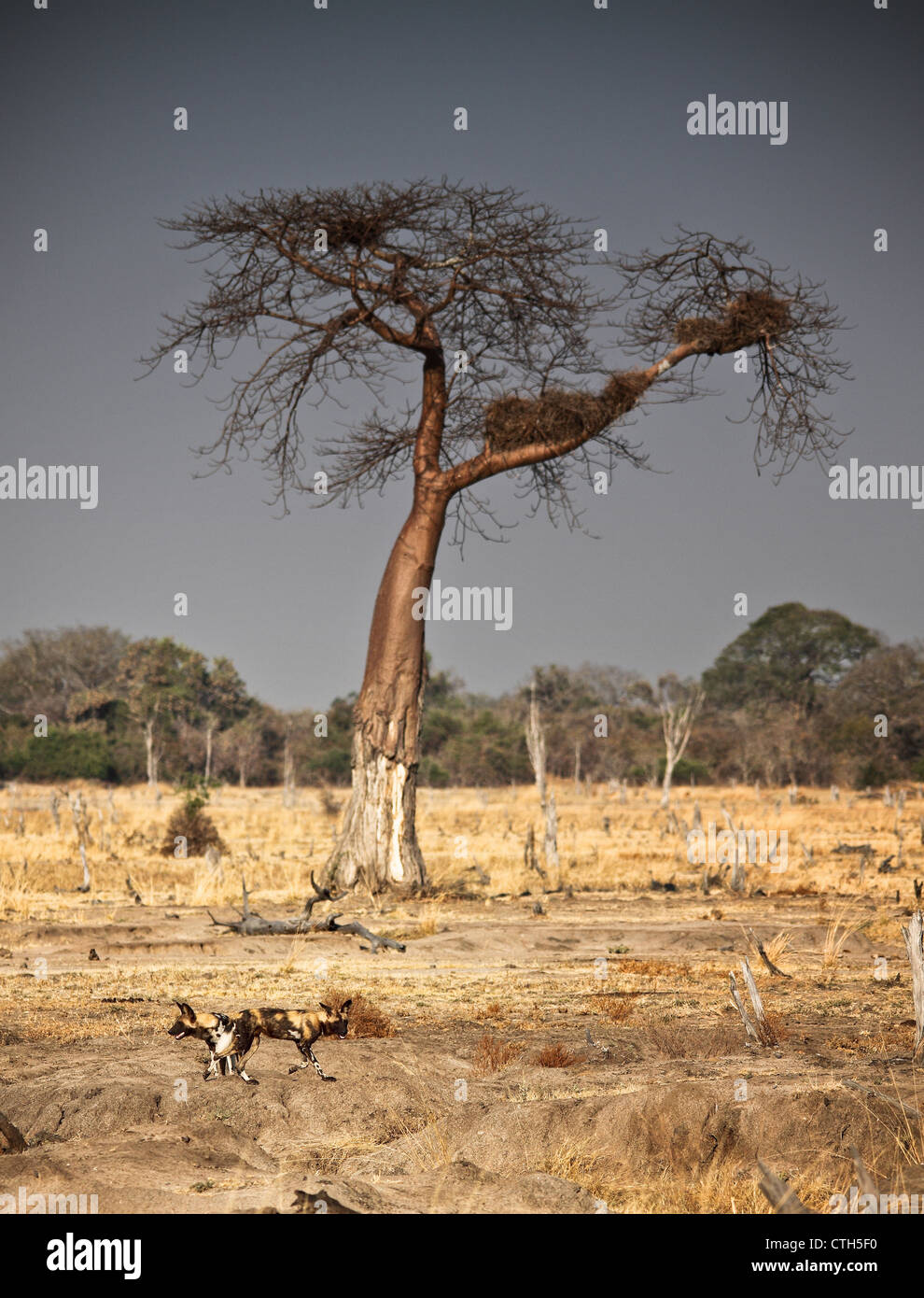 Lycaon hi-res stock photography and images - Alamy