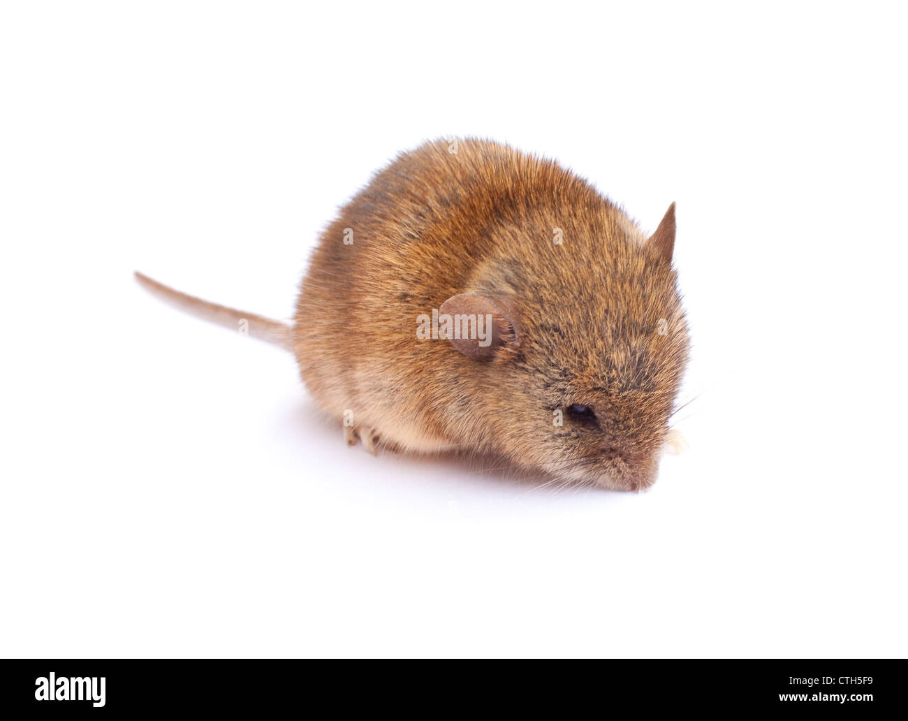 Single little brown mouse hi-res stock photography and images - Alamy