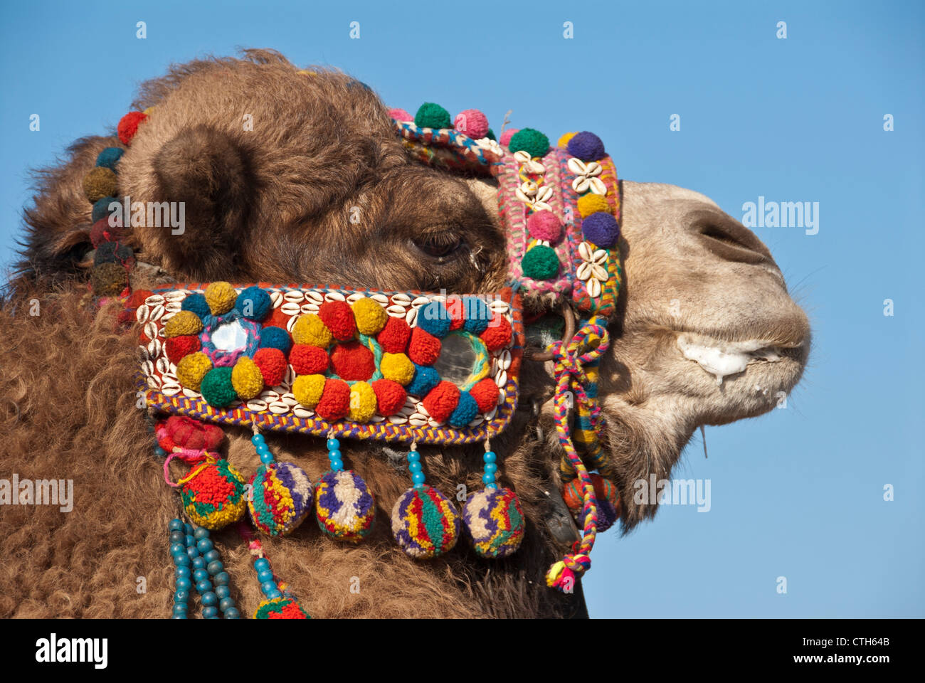 Camel Wrestling, Izmir, Turkey Stock Photo - Alamy