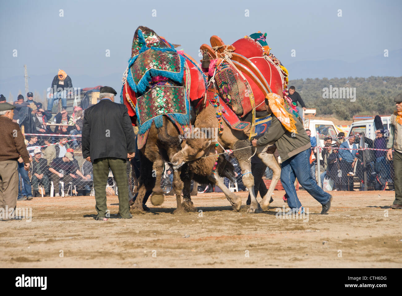 Camel fighting hi-res stock photography and images - Alamy
