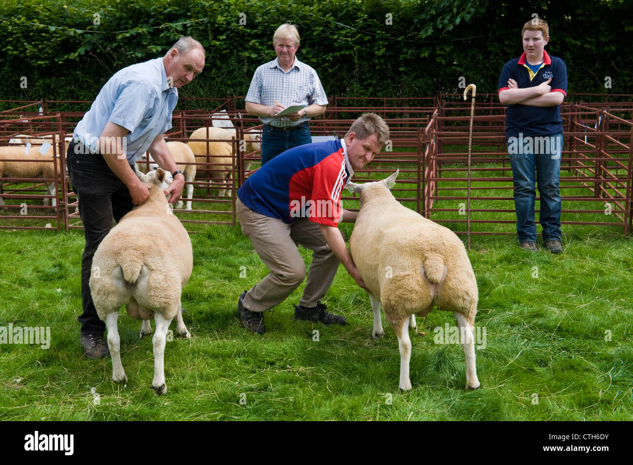 Uk sheep hi-res stock photography and images - Alamy