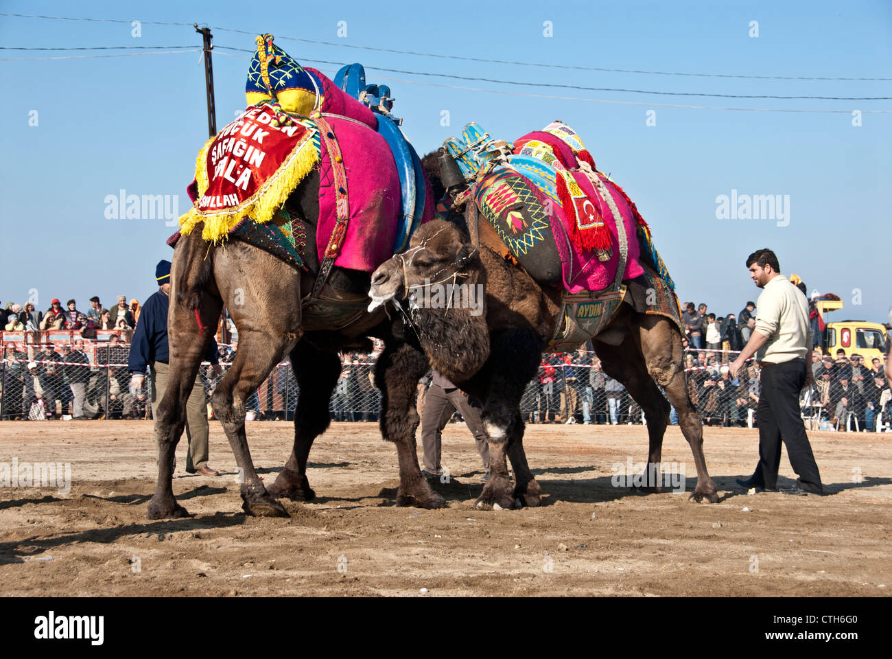 Camel fighting hi-res stock photography and images - Alamy