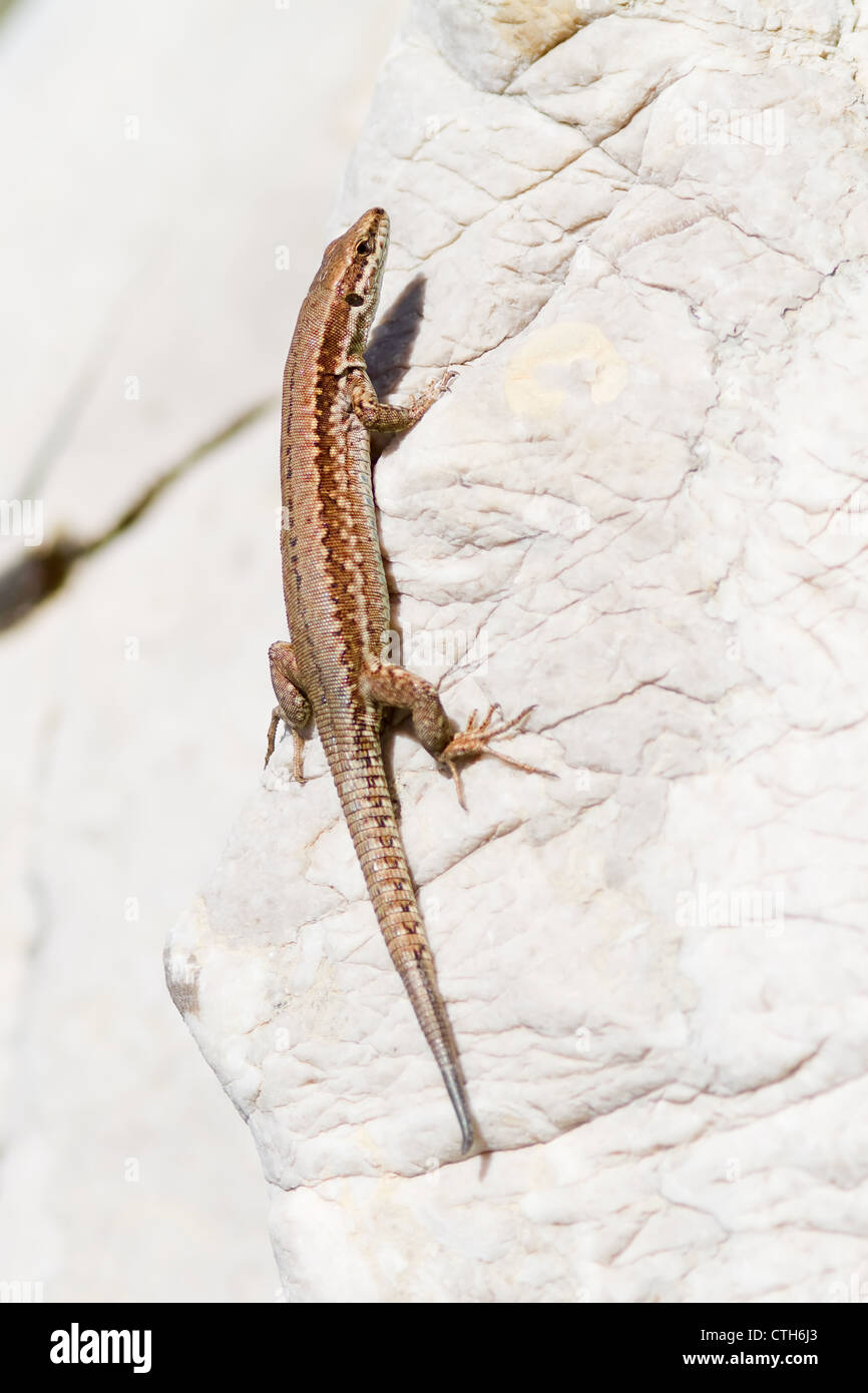 Lizards white hi-res stock photography and images - Alamy