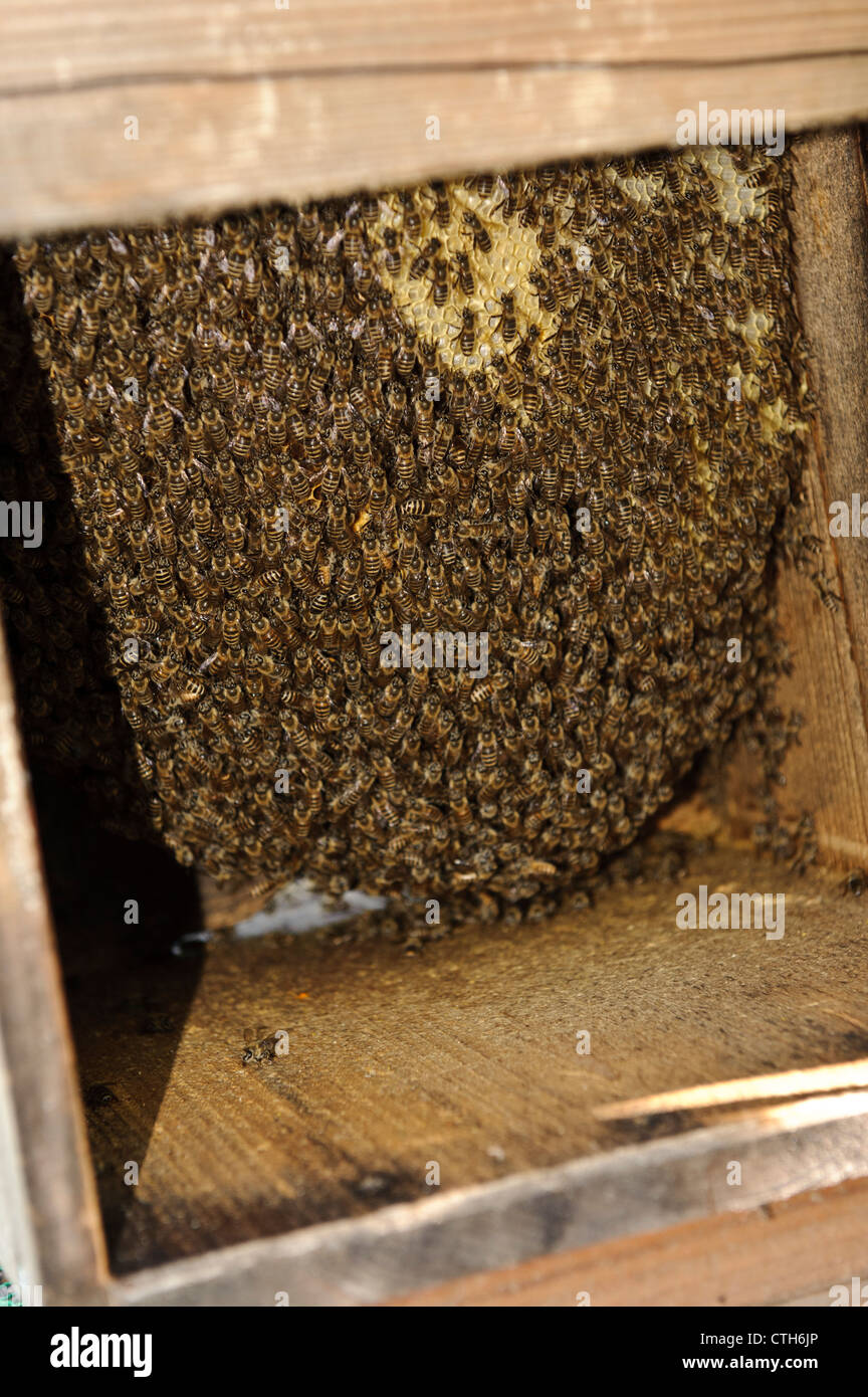 The inside of a hive at the farm of beekeeper Masahiro Tominaga ...