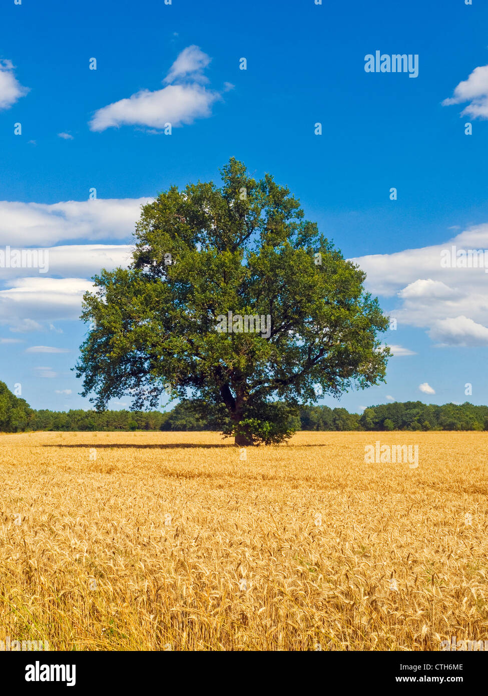 How is the corn tree hi-res stock photography and images - Alamy