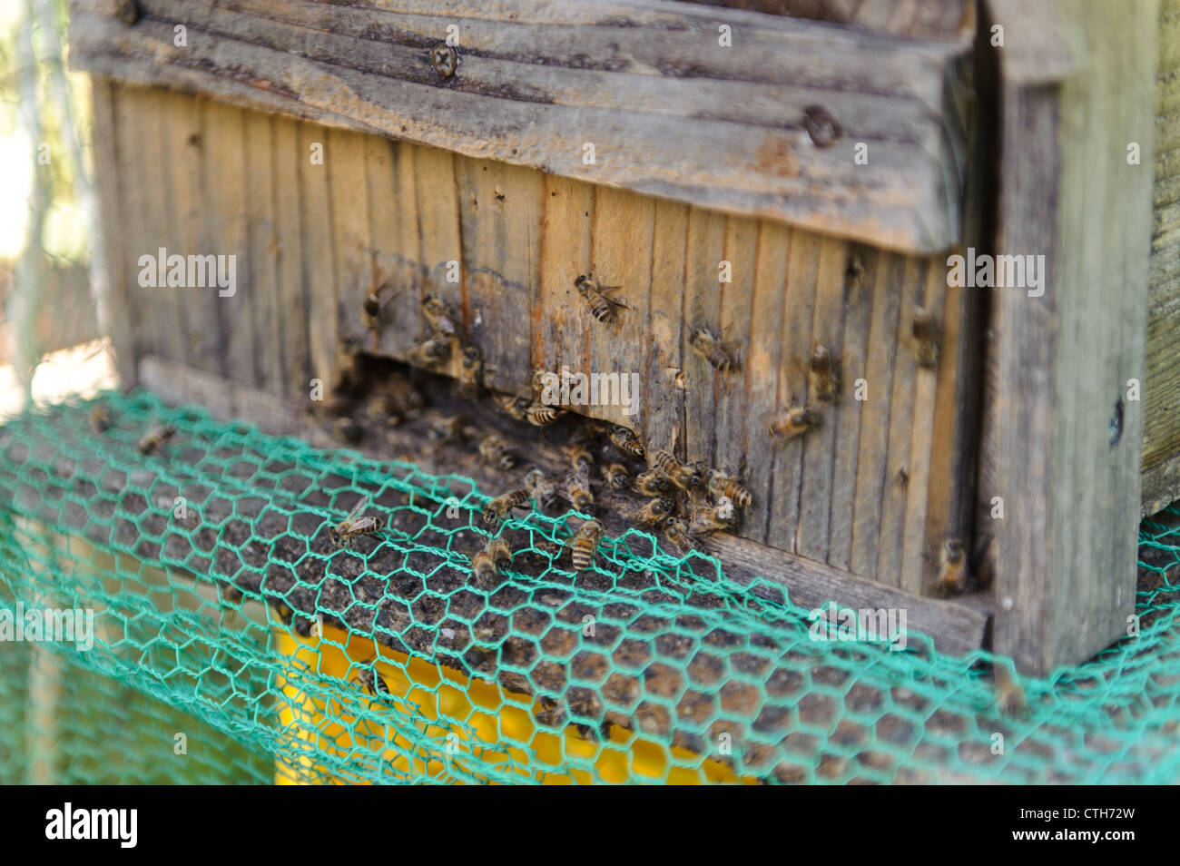 A bee hive at the farm of beekeeper Masahiro Tominaga, Inadani, Nagano ...