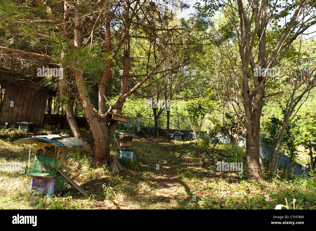 Bee hives at the farm of beekeeper Masahiro Tominaga, Inadani, Nagano ...