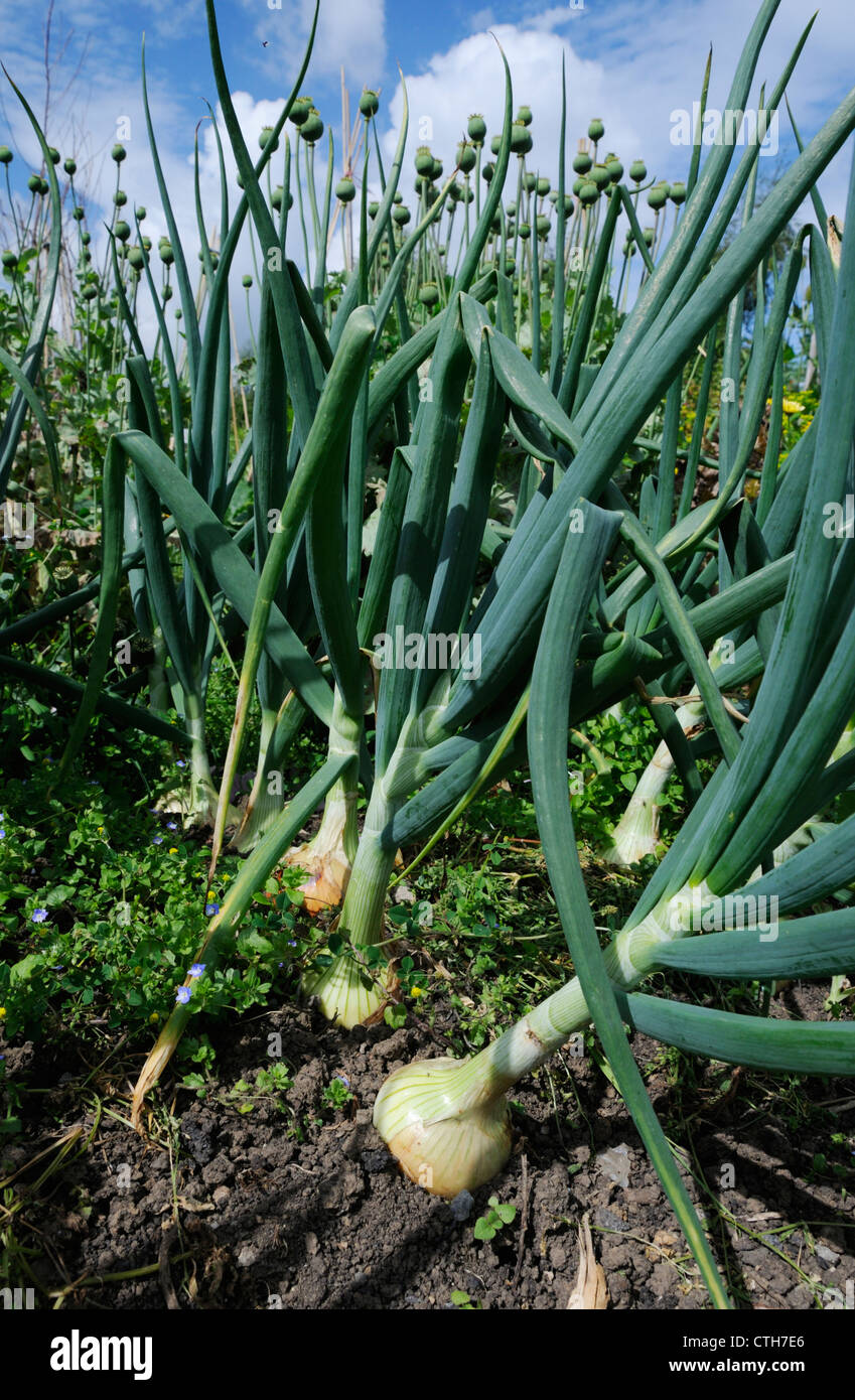 Allium cepa, Onion Stock Photo - Alamy