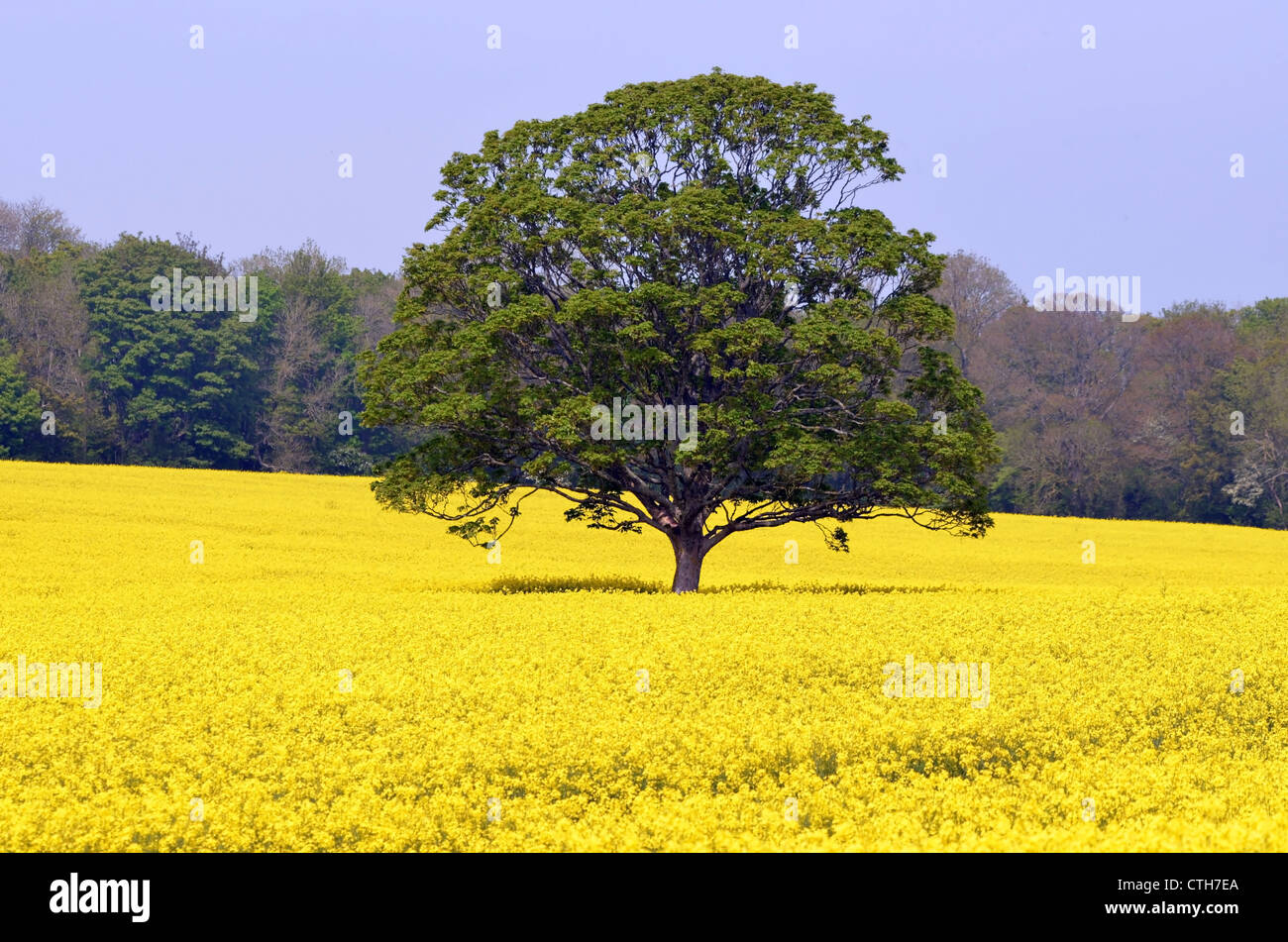 Tree in a Rape Seed Field Stock Photo - Alamy