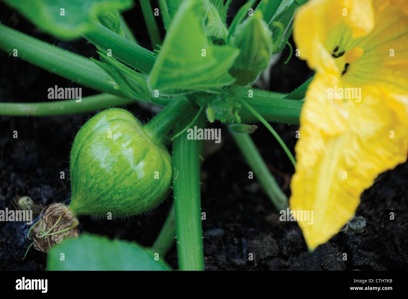 Cucurbita pepo hi-res stock photography and images - Alamy