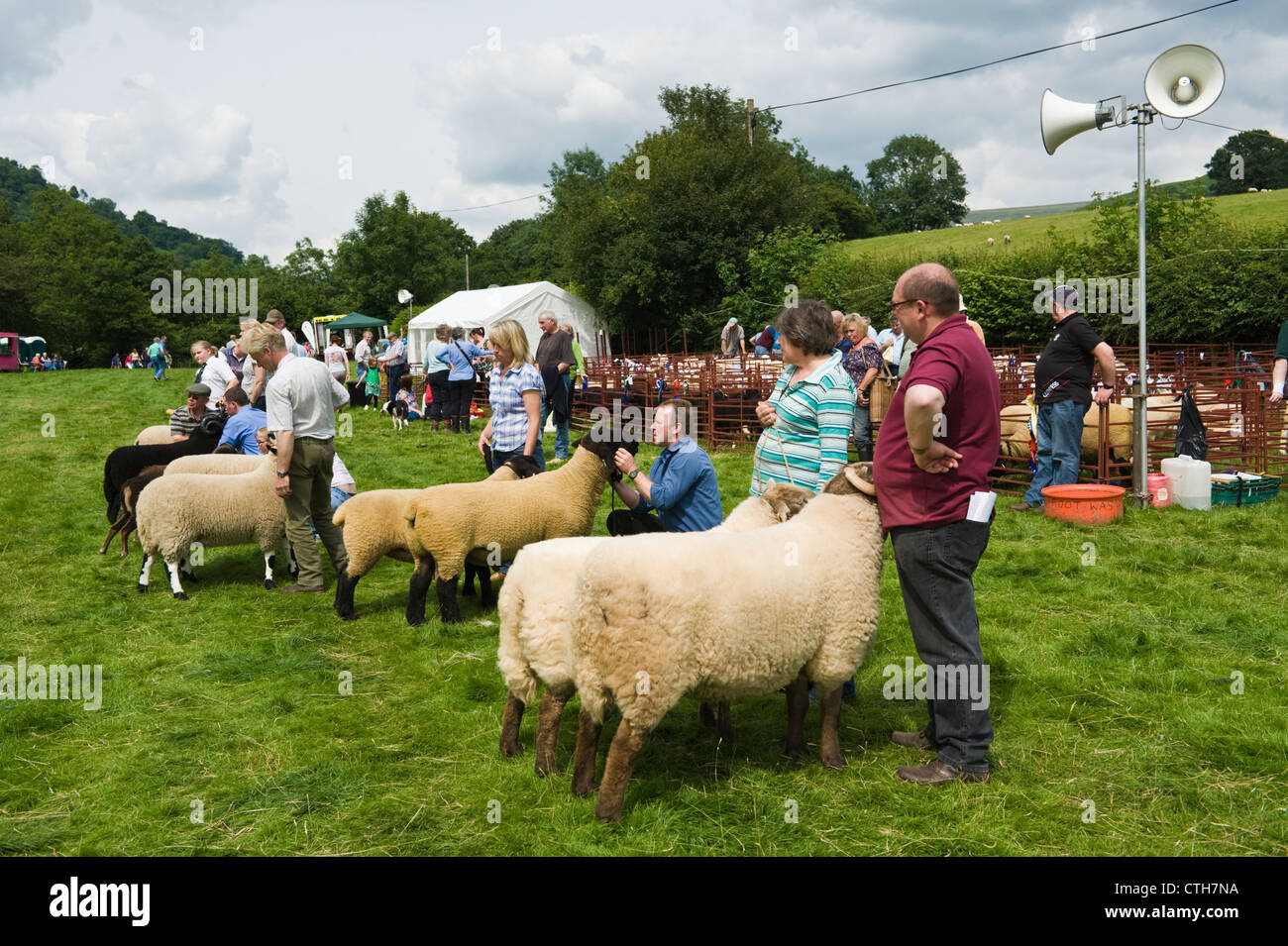 Lineup of sheep being judged at small rural country show on farm at ...