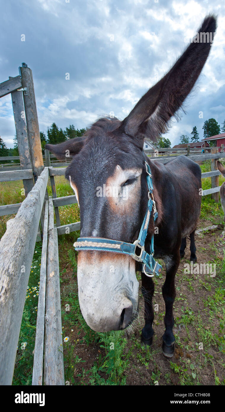 Portrait of a donkey Stock Photo - Alamy
