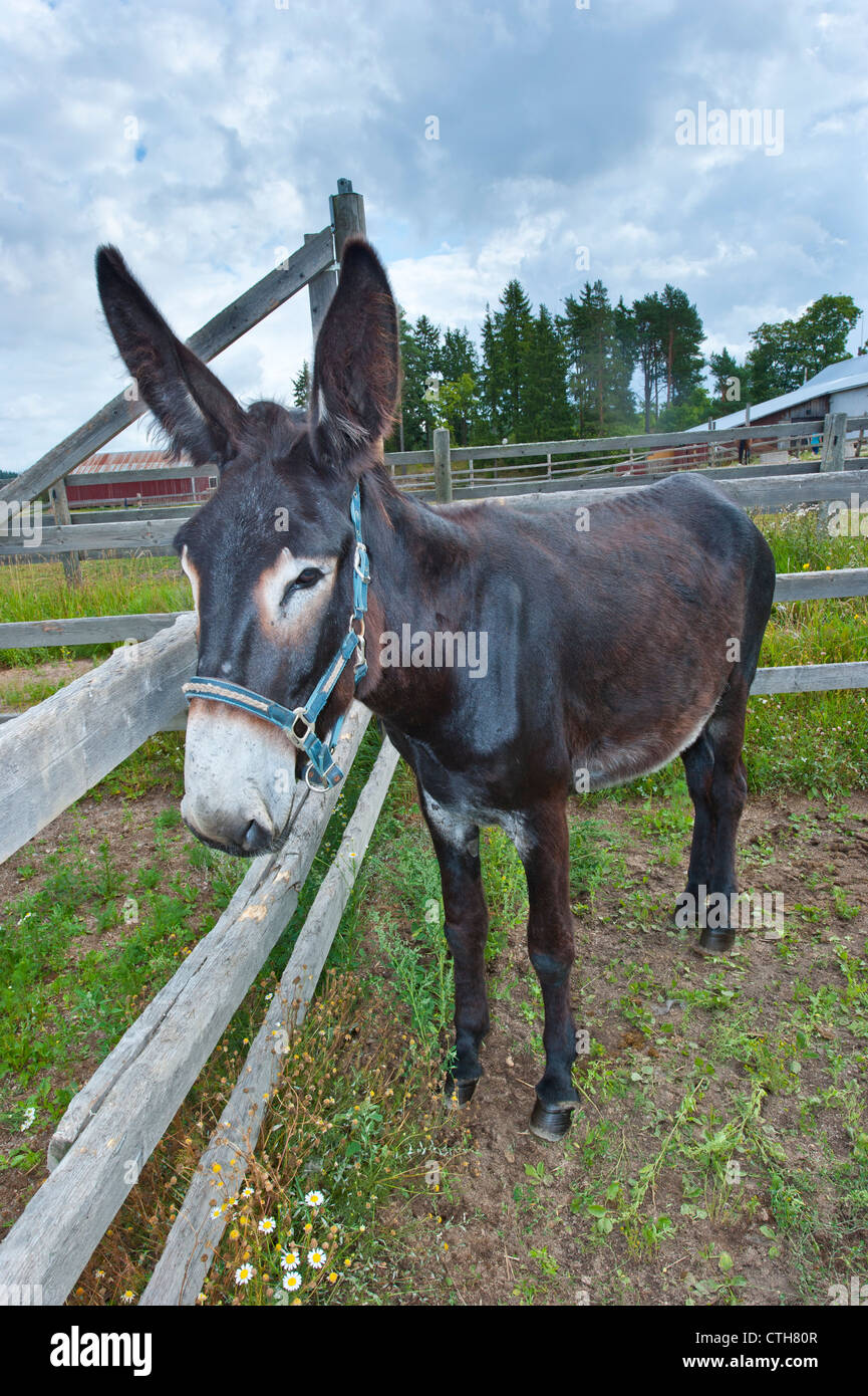 Portrait of a donkey Stock Photo - Alamy