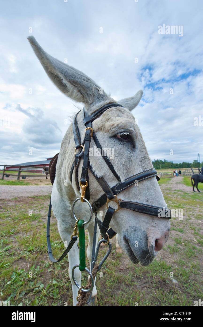 Portrait of a donkey Stock Photo - Alamy