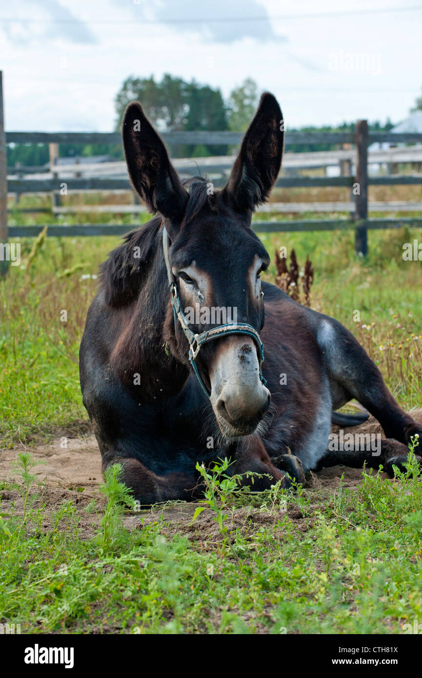 Portrait of a donkey Stock Photo - Alamy