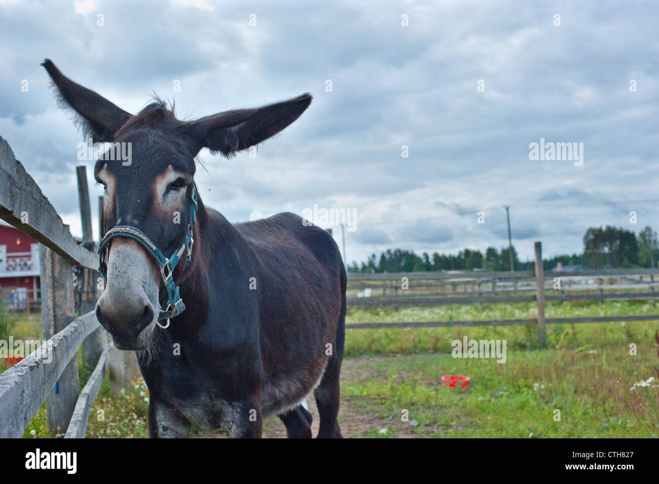 Portrait of a donkey Stock Photo - Alamy