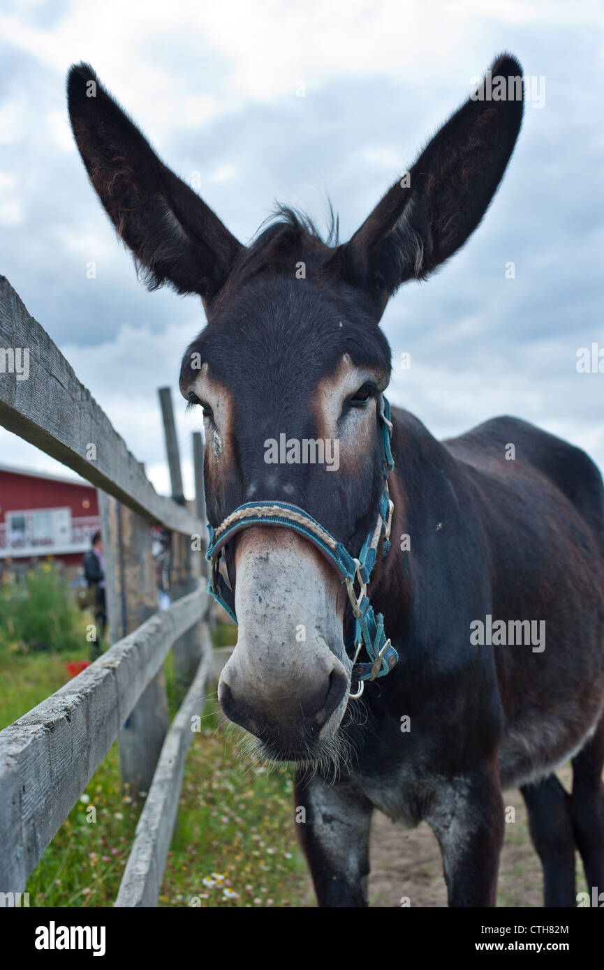 Portrait of a donkey Stock Photo - Alamy