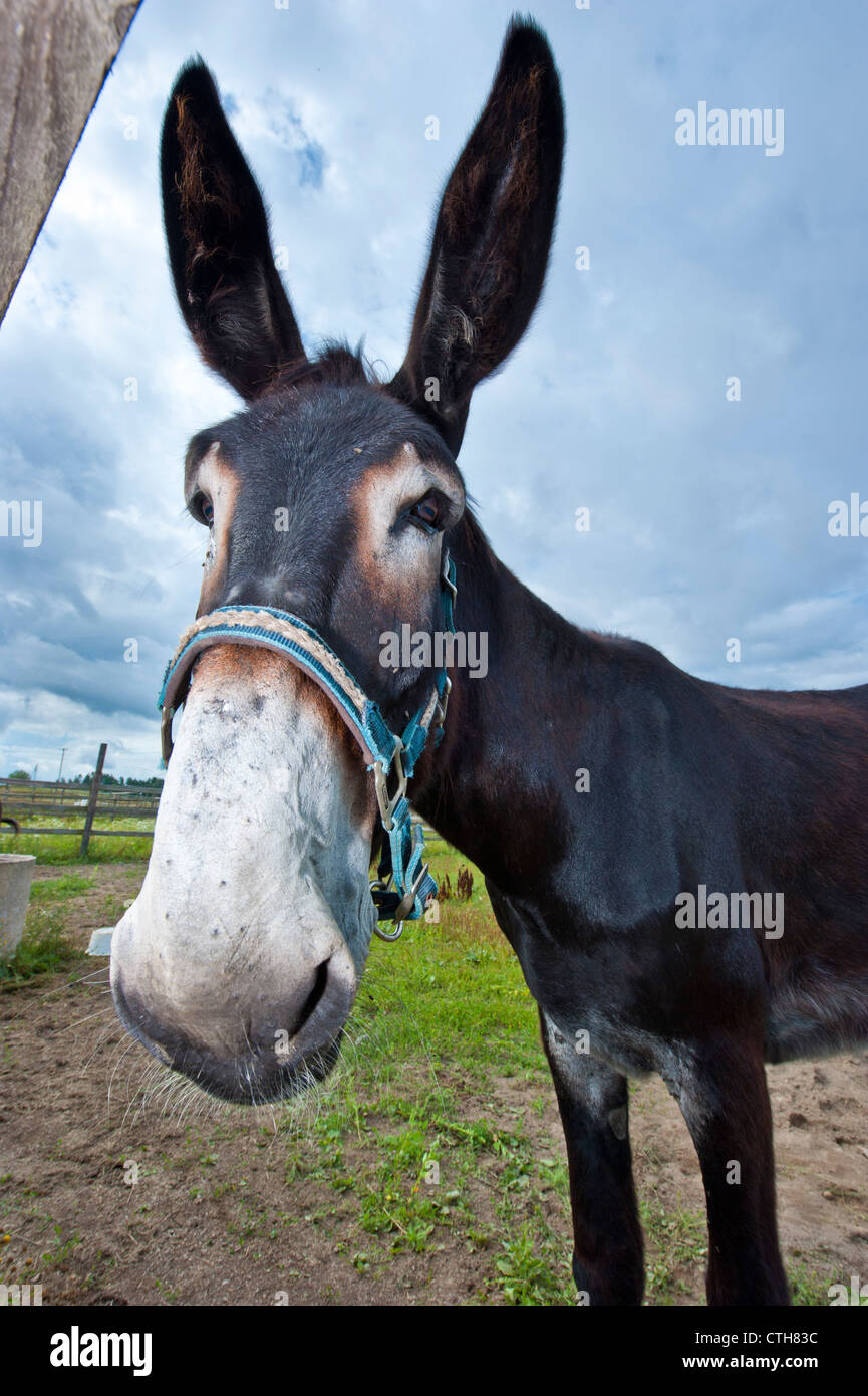 Portrait of a donkey Stock Photo - Alamy