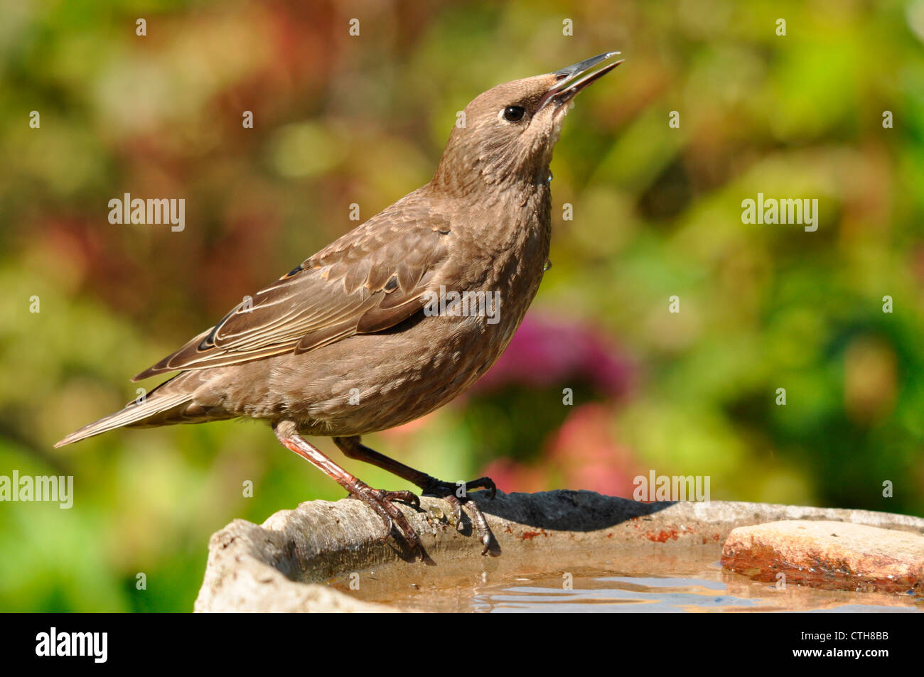 Scottish starling hi-res stock photography and images - Alamy