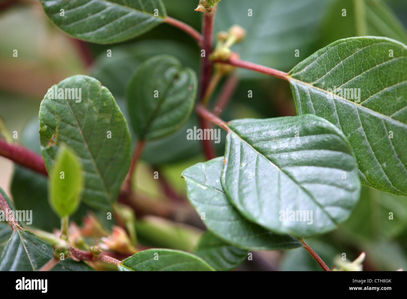 Alder Buckthorn; Frangula alnus; leaves; UK Stock Photo - Alamy