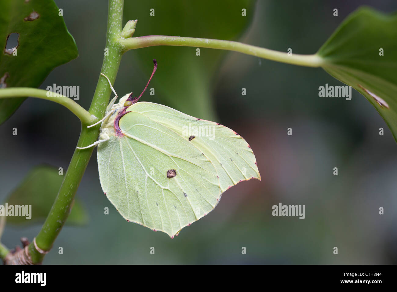 Yellow butterfly brimstone hi-res stock photography and images - Alamy