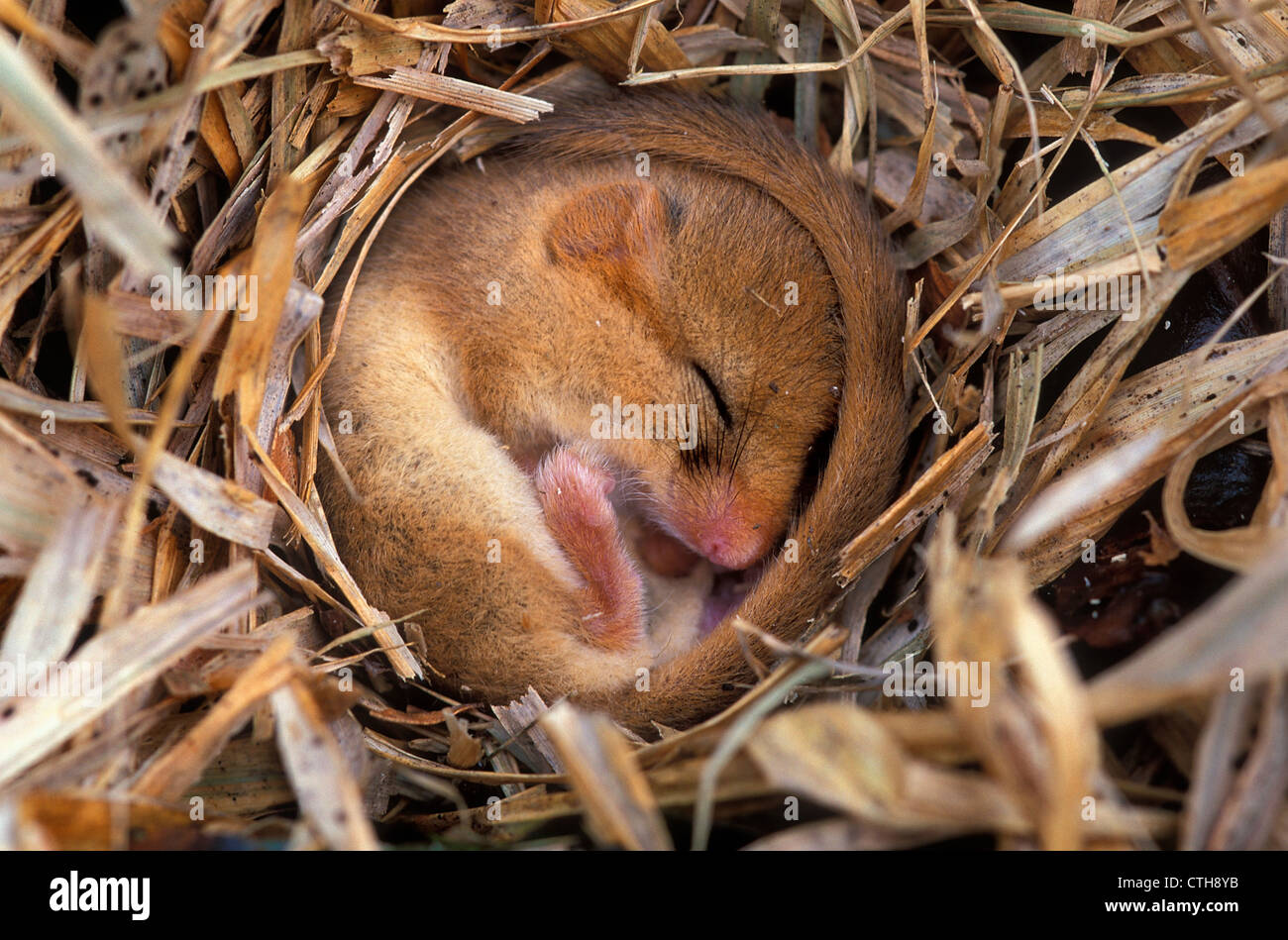 The dormouse hi-res stock photography and images - Alamy