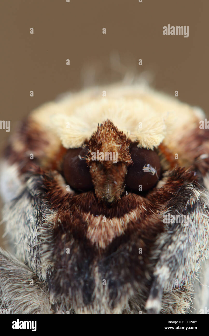 Moth face close up hi-res stock photography and images - Alamy