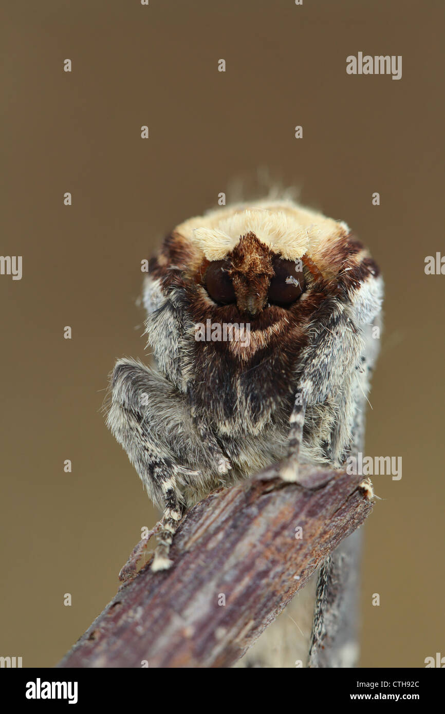 Buff Tip Moth; Phalera bucephala; focus stack f5 result; UK Stock Photo ...