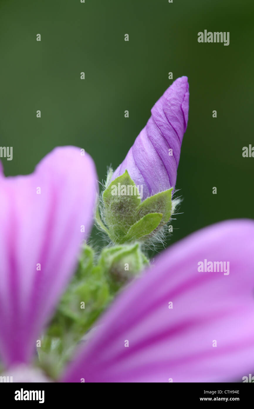 Curled mallow hi-res stock photography and images - Alamy