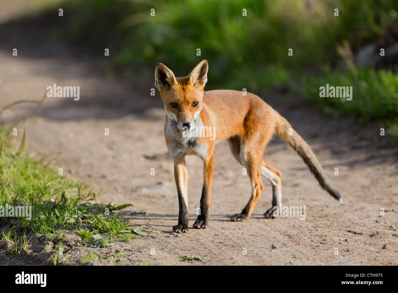 Fox; Vulpes vulpes; Cornwall; UK; summer Stock Photo - Alamy