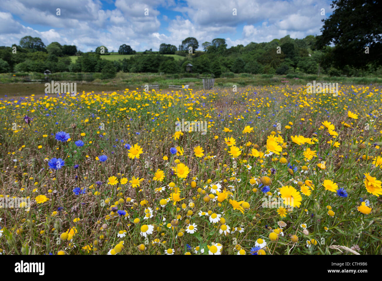 Diversification hi-res stock photography and images - Alamy