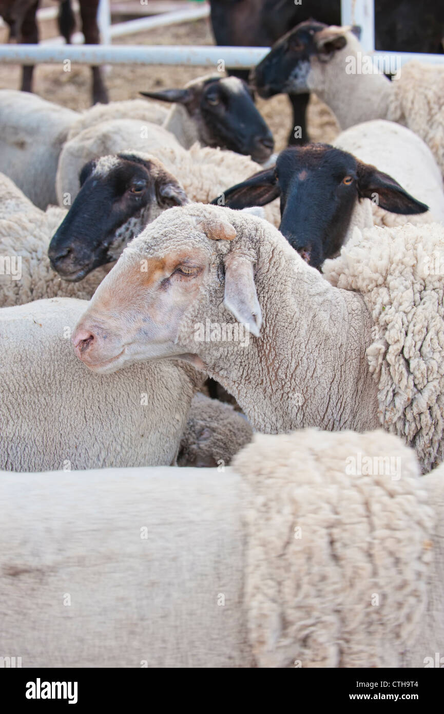 Livestock sheep in a paddock Stock Photo - Alamy