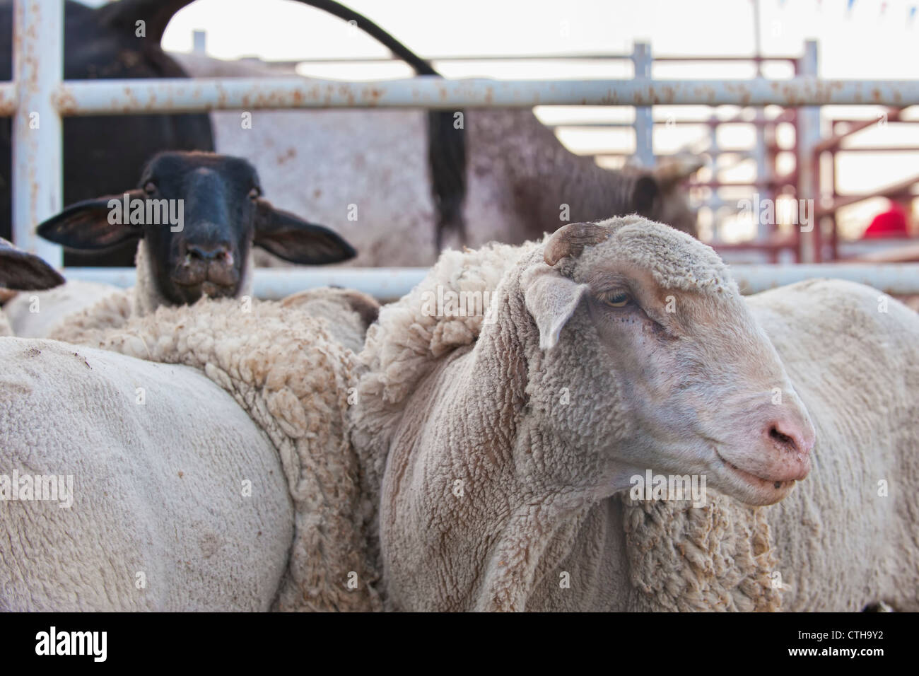 Livestock sheep in a paddock Stock Photo - Alamy