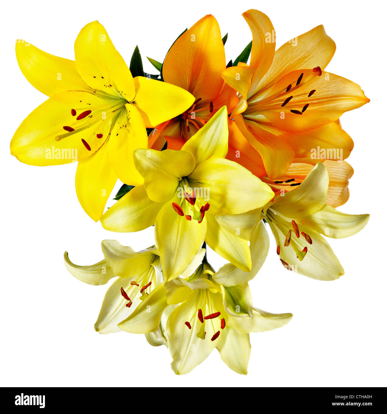 Floral pattern on green Cut Out Stock Images & Pictures - Alamy