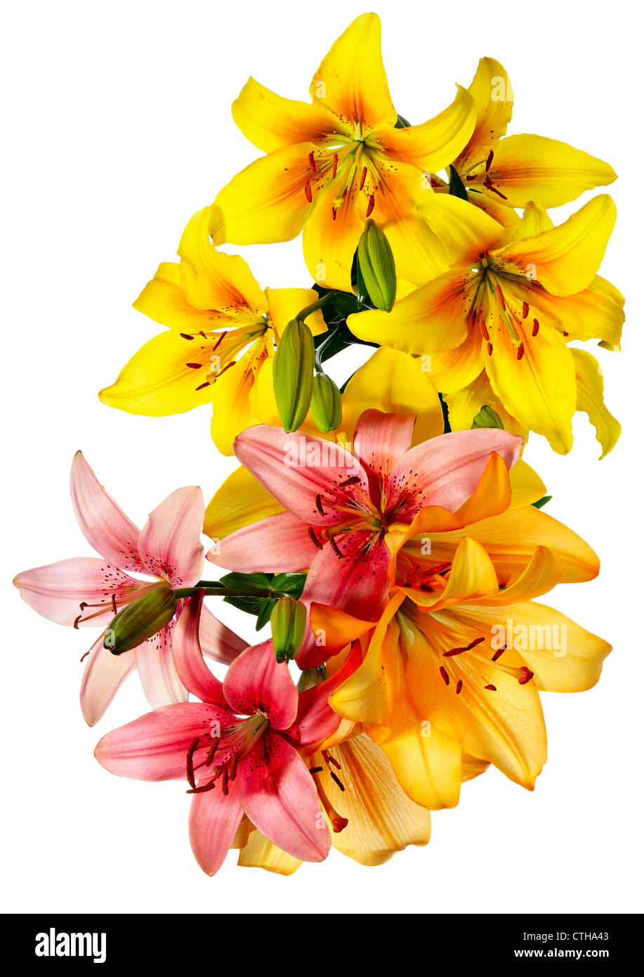 Floral pattern on green Cut Out Stock Images & Pictures - Alamy