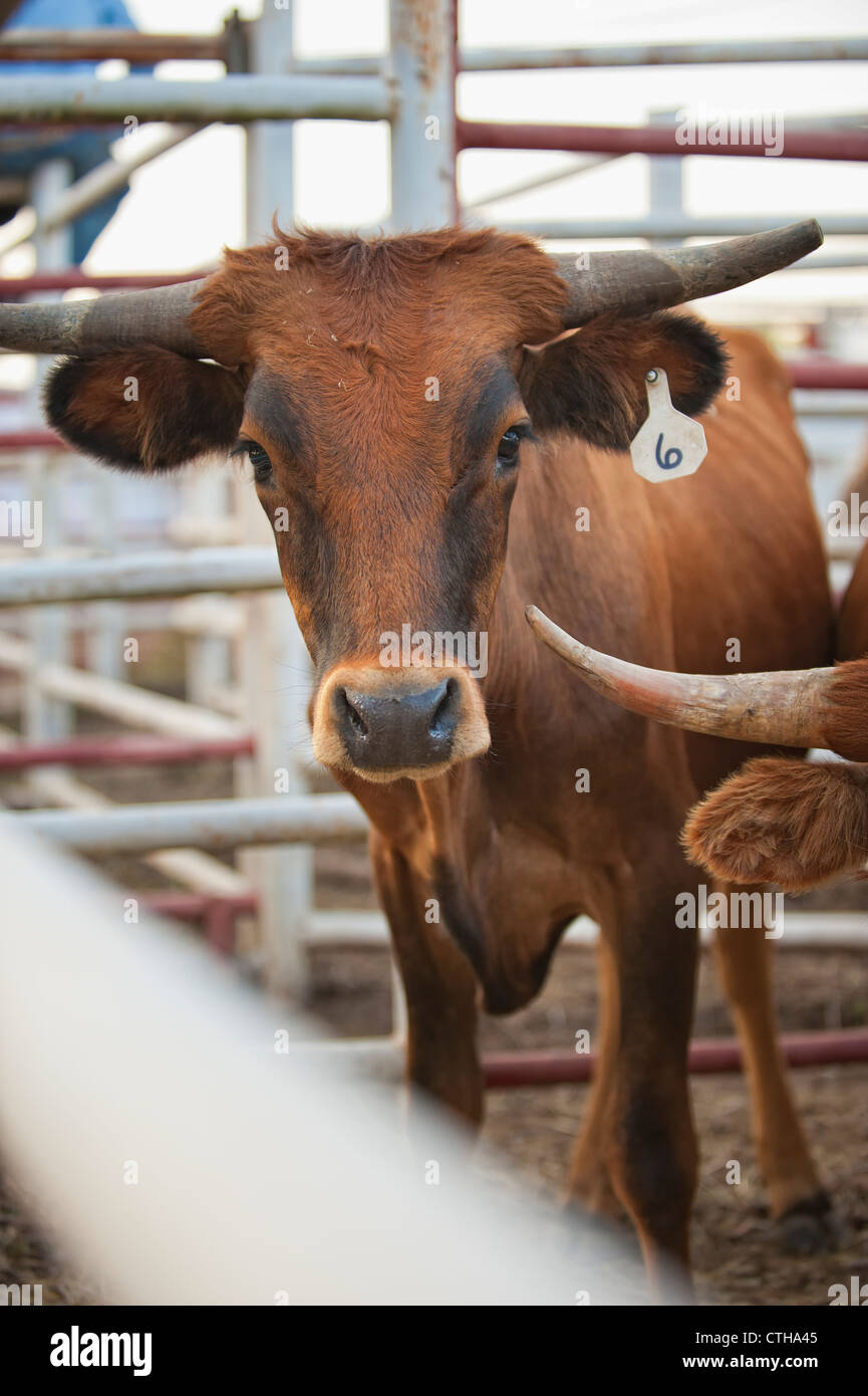 Young bull calf horns hi-res stock photography and images - Alamy