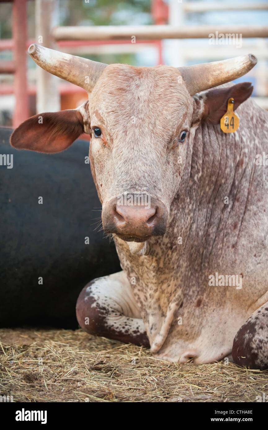 Cattle in feedlot texas hi-res stock photography and images - Alamy