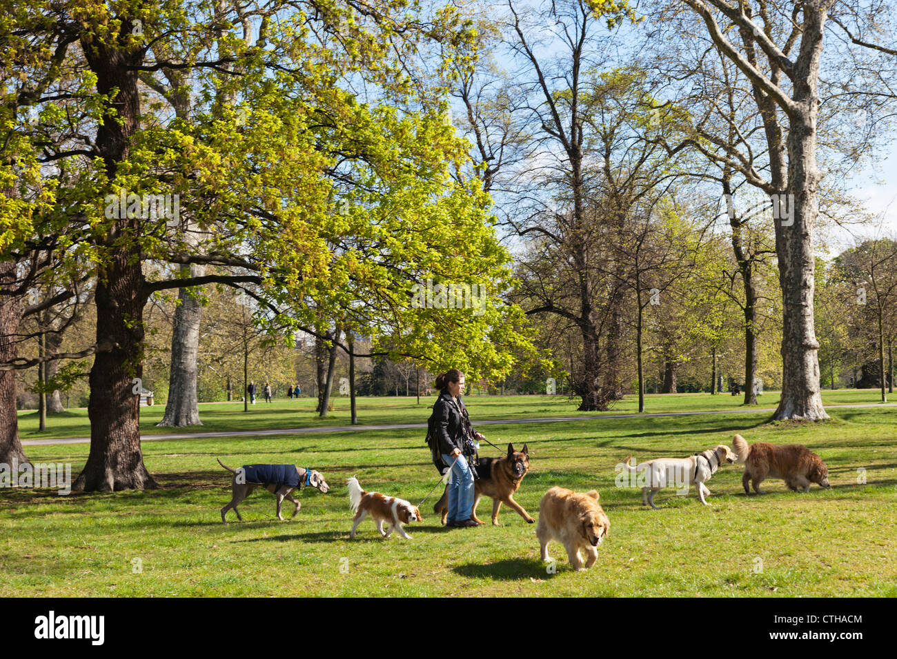 Woman with dogs hi-res stock photography and images - Alamy
