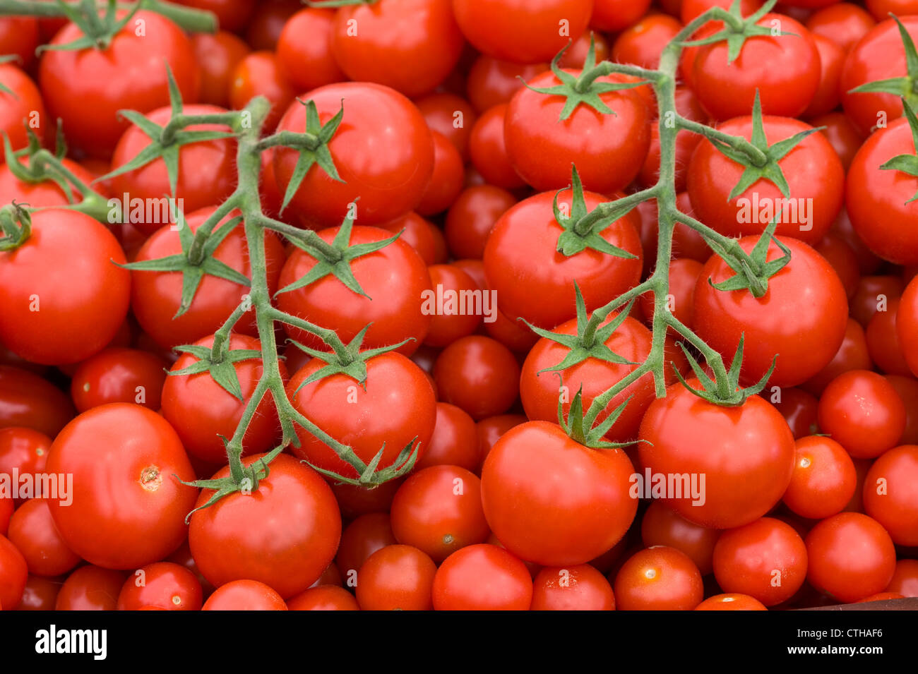 Vine harvested tomatoes hi-res stock photography and images - Alamy