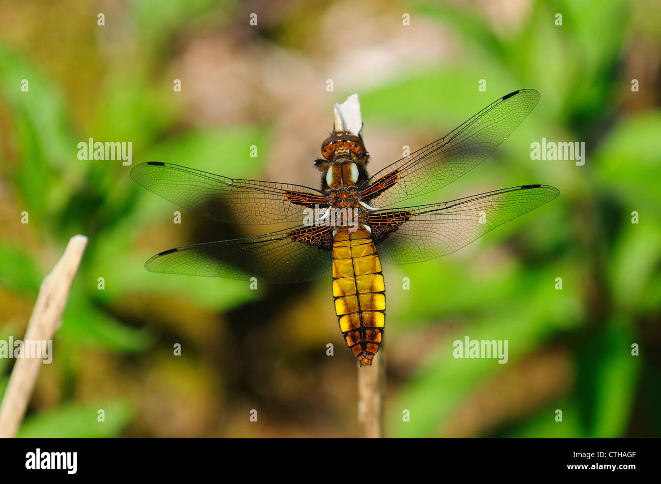 A broad-bodied chaser dragonfly at rest UK Stock Photo - Alamy