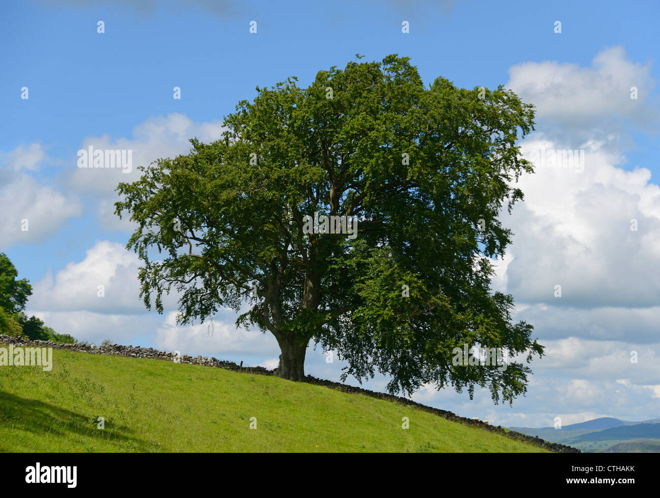 Beech tree in Summer. Kendal Fell, Kendal, Cumbria, England, United ...