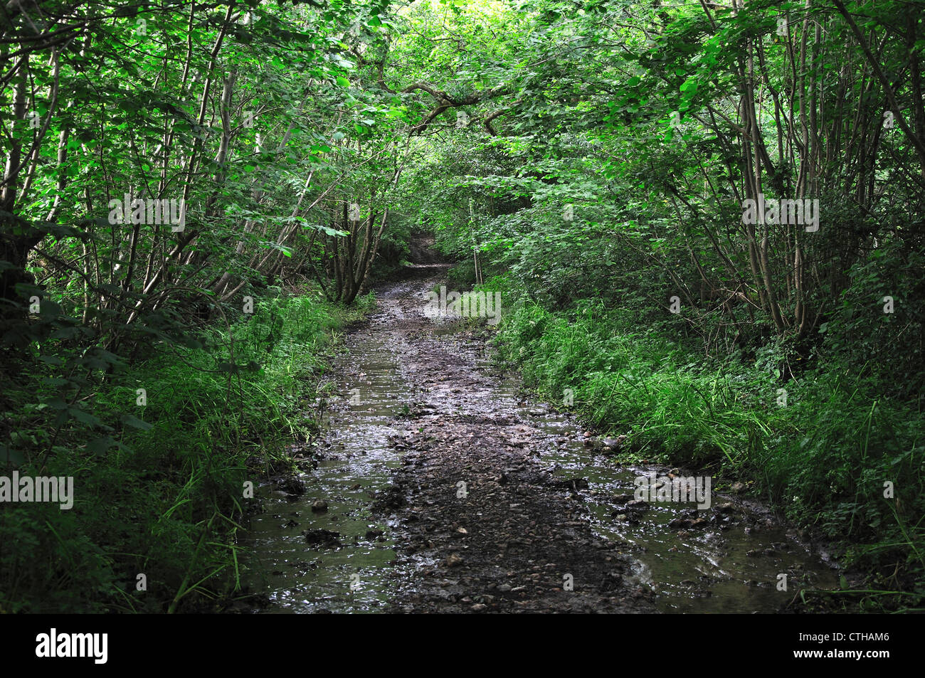 Kingcombe Meadows DWT reserve. Dorset, UK. Mary's; Well; Lane Stock ...