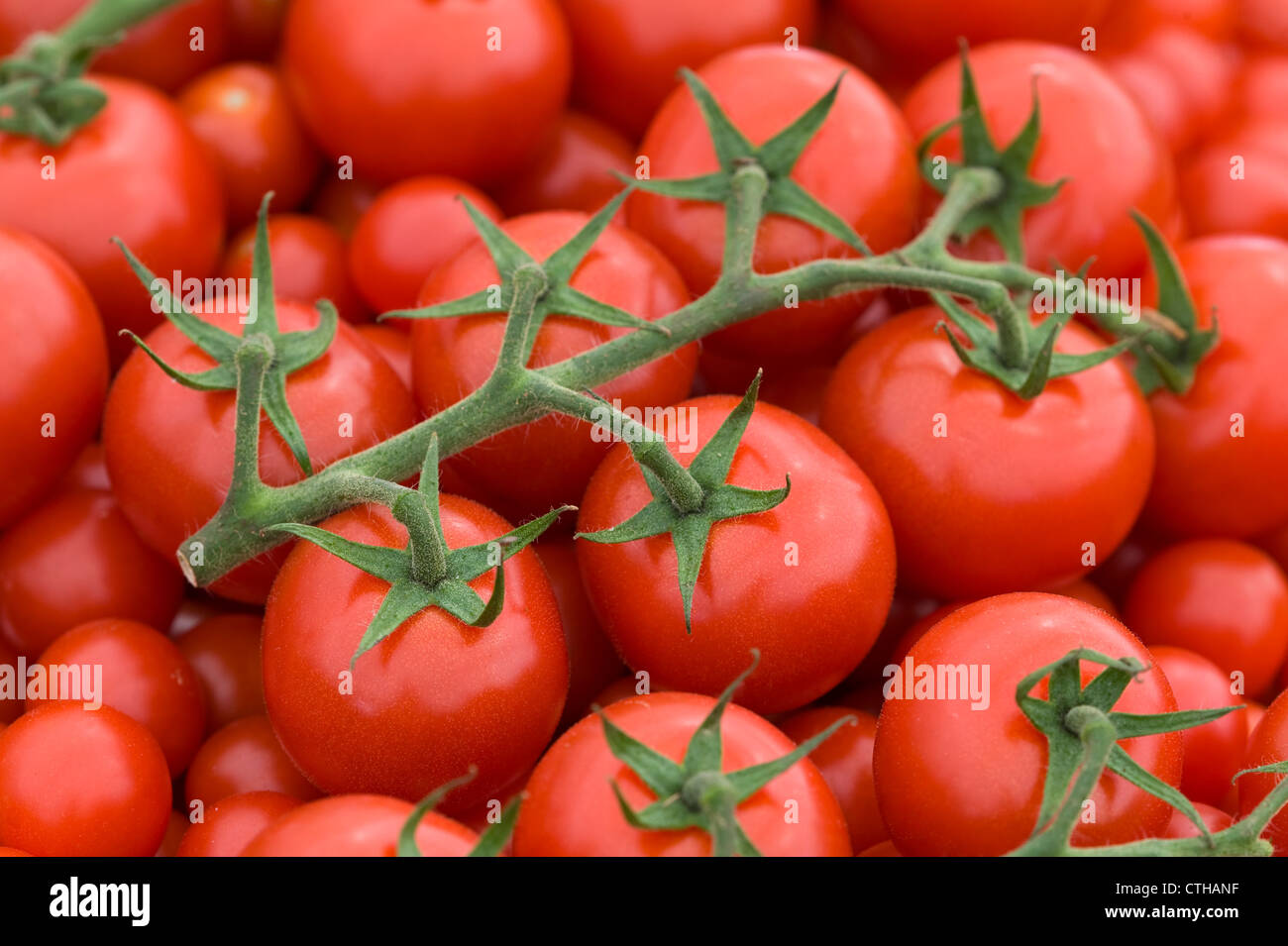 Vine ripe tomatoes hi-res stock photography and images - Alamy