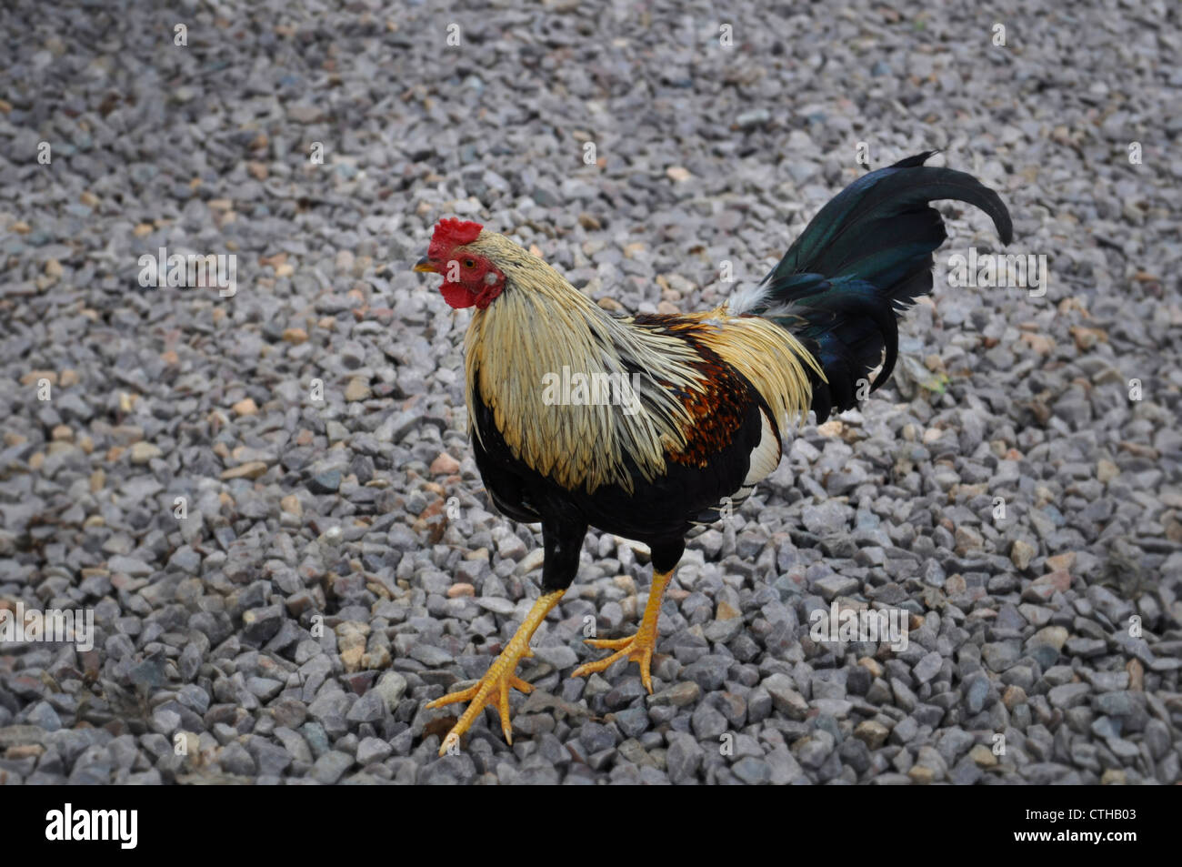 Chicken farm africa hi-res stock photography and images - Alamy