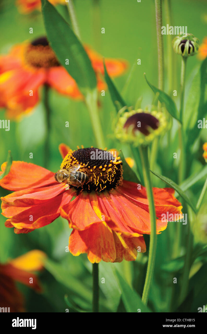 Helenium, Helen's flower, Sneezeweed Stock Photo - Alamy